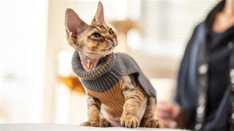 32 Things To Know About Devon Rex Cats