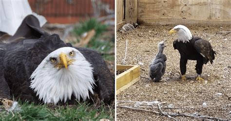 Murphy The Broody Eagle Finally Becomes A Dad After Attempting To Hatch
