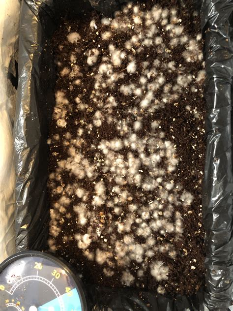 Day 3 Of Colonizing Bulk Substrate Mycelium Is Looking Kinda Hairy Is That Ok R Shrooms