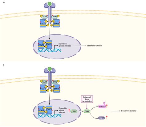 Gen Pim1 Posible Diana Terapéutica Para Tratar Neoplasias