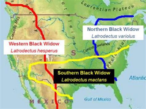 Most Venomous Spiders And Insects In North America Most Poisonous