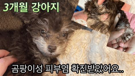 토이푸들vlog 3개월 아기강아지 곰팡이 피부병 치료과정 Youtube