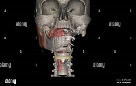 The Thyrohyoid Membrane Or Hyothyroid Membrane Is A Broad Fibro Elastic Sheet Of The Larynx3d