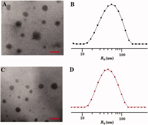 Application Of Tumor Targeting Peptide Decorated Polypeptide