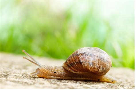 Are Snails Born With Shells Snailpedia