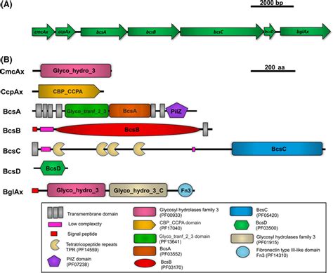 A Organization Of Cellulose Synthase Operon And Its Flanking Regions