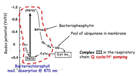 Biol 201 Lecture 6 Light Driven Transport Flashcards Quizlet