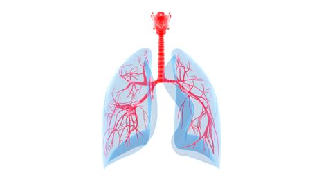 Mit Researchers Develop Ai Model For Early Prediction Of Lung Cancer Finite Future