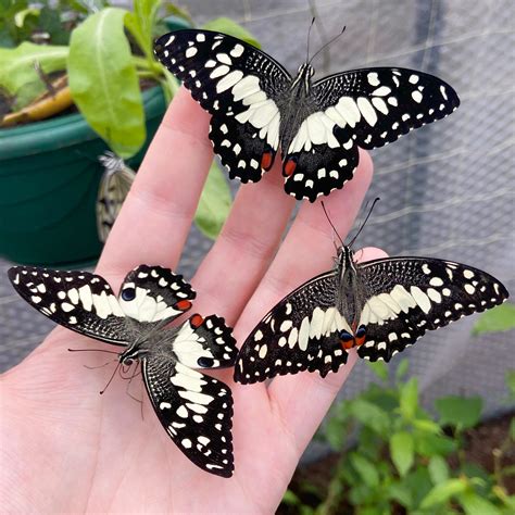 Papilio Demoleus 12 Ova10 Larvae Tropical Butterflies Uk