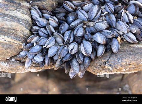 Group Mytilus Edulis Of Wild Mussels On Rock Growing Naturally On Beach Rock At Low Tide Stock