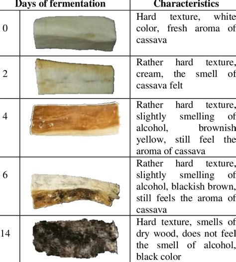 Morphological Characteristics Of Fermented Cassava Root Download Scientific Diagram