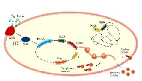 Schematic Representation Of The Nice System Development In L Lactis Download Scientific