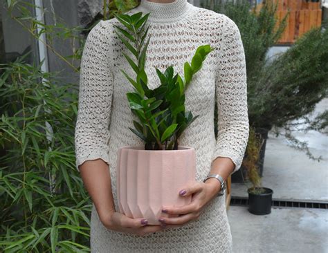 Anemone • ანემონე Home Facebook