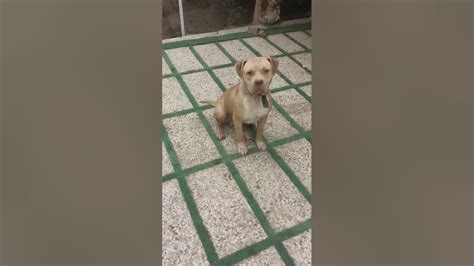 تایگرپیت بول زیبا و اصل Youtube