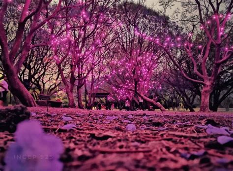 Jacarandas Líder Empresarial