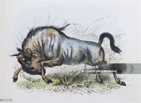 Ilustración De Ñu Azul Ñu De Barba Blanca Gnu De Barba Blanca O Gnu