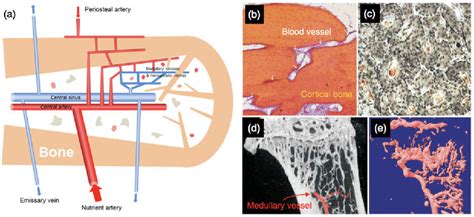 Figure 1 From Engineering Vascularized And Innervated Bone Biomaterials For Improved Skeletal