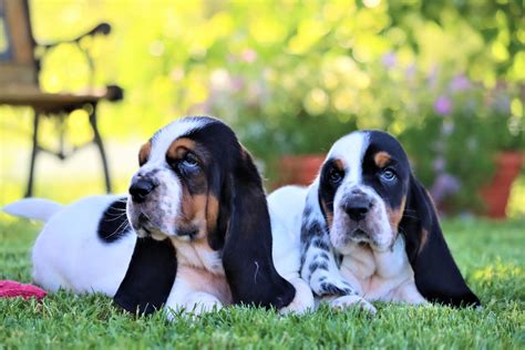 Puhls Basset Hounds James Whitmore Here Is Purple Collar Whiskey