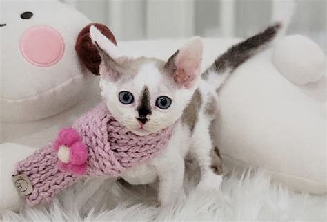 부천고양이분양데본렉스분양보니 요미캣 분양글