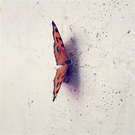 Butterfly Split Images Free Download On Freepik