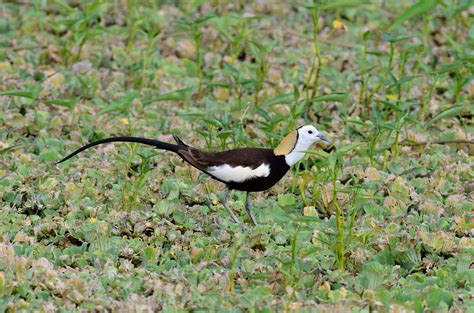 DSC 43997 Chi Lang Jtcp Flickr DSC 43997 Chi Lang Jtcp Flickr