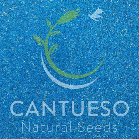 Cynodon Dactylon Cantueso Natural Seeds