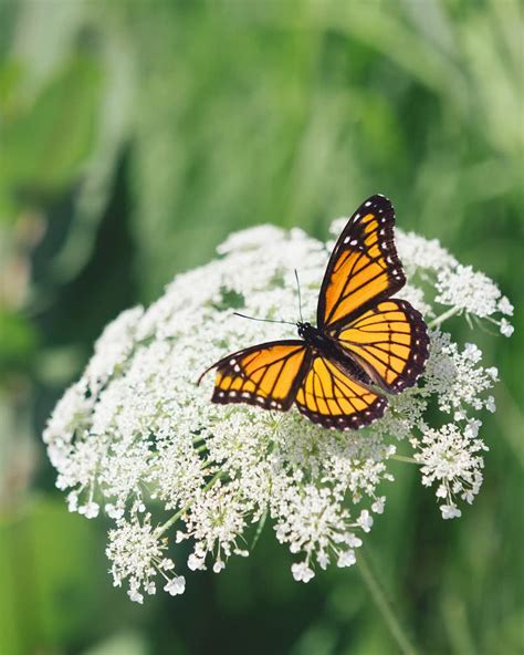 Yarrow Easy Guide 13 Yarrow Flower Types And How To Grow Them