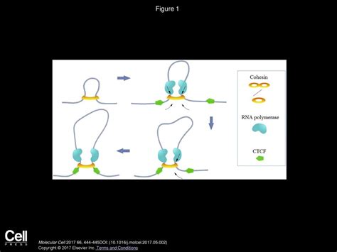 Genome Organization Cohesin On The Move Ppt Download