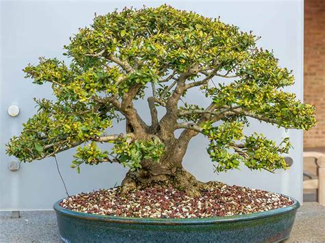 How To Grow And Care For Yaupon Holly Gardeners Path