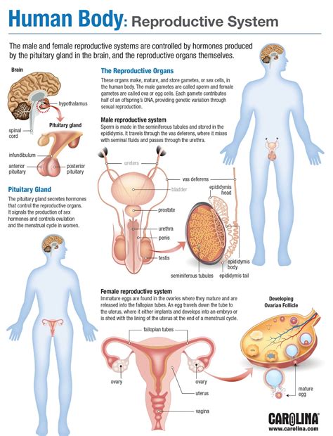 Teaching The Reproductive System