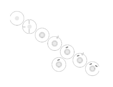 3 Eukaryote Evolution Pdf