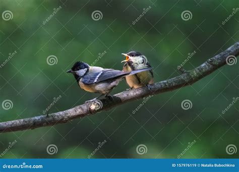 Hungry Great Tit Chick Begging For Food From Adult Bird Stock Image
