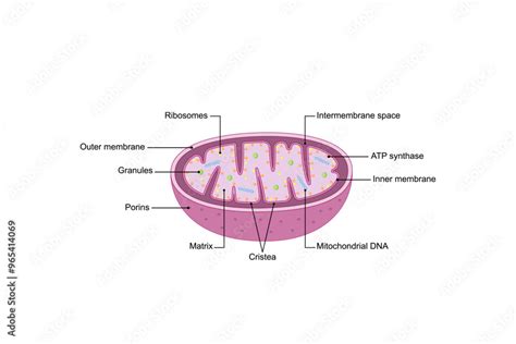 Mitochondria Structure Anatomy Of Motochondrion Atp Synthase Cristae Ribosomes Mitoribosome