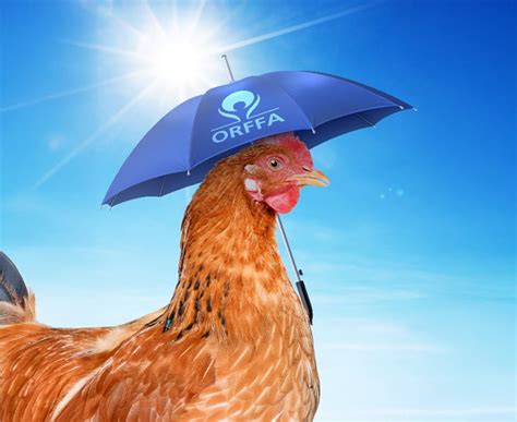 Feed Efficiency A Complex Multifactorial Concept In Nutrition Feed