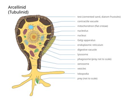 Arcellinida Wikipedia