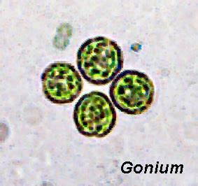 Gonium Slide