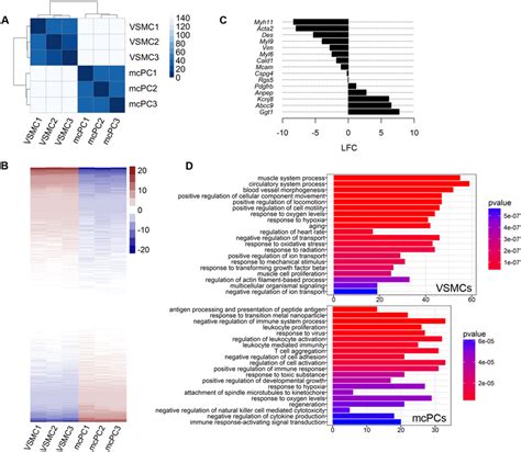 Isolated Vsmcs And Mcpcs Display Distinct Rna Seq Transcriptomic