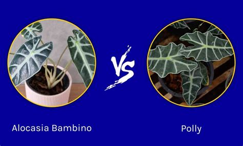 Alocasia Bambino Vs Polly Cè Differenza