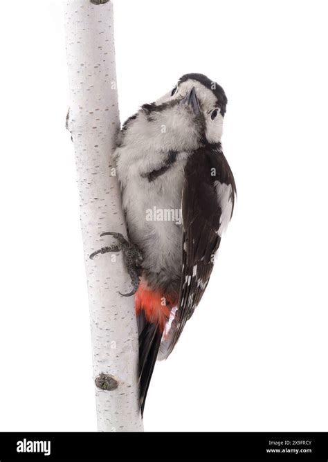 Great Spotted Woodpecker Dendrocopos Major Isolated On A White