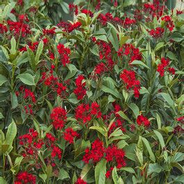 Compact Spicy Jatropha Jatropha Integerrima Compacta Monrovia Plant