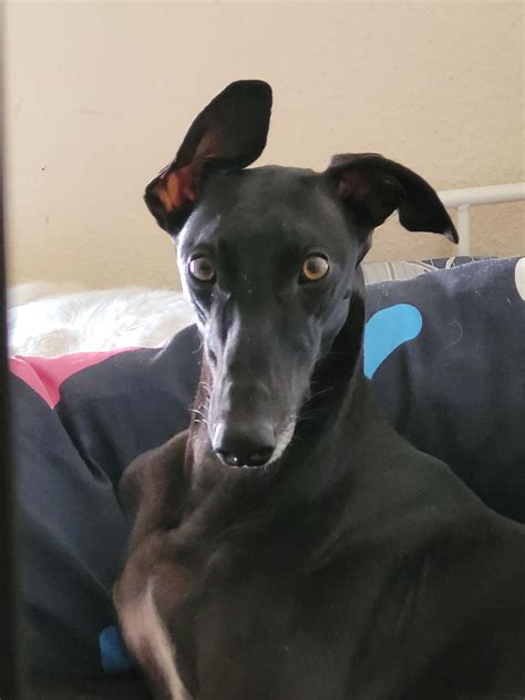 Flappy Ear Day Rgreyhounds