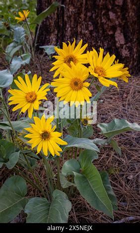 Yellow Wildflowers Blooming In Early Spring In The Forest Spring Background With Beautiful