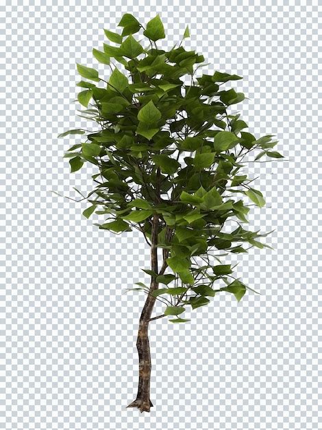 Premium Psd Populus Tree Plants Mockup Premium Psd Populus Tree Plants Mockup