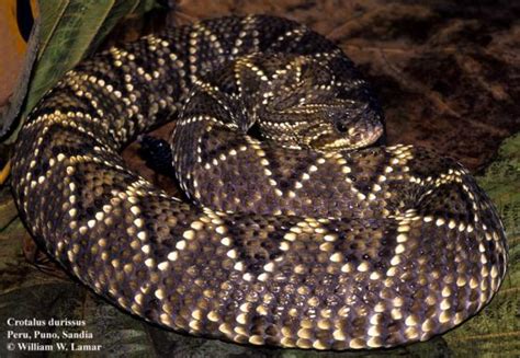 Crotalus Durissus The Reptile Database