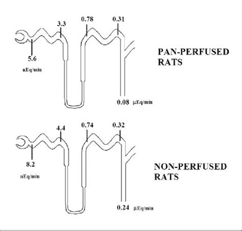 Scheme Of The Micropuncture Results Obtained By Ichikawa Et Al 25 Download Scientific Diagram