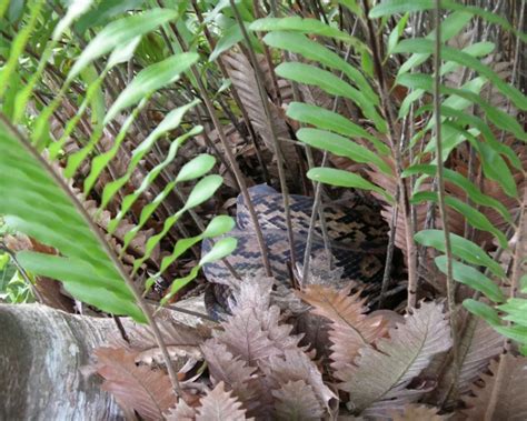 Australian Scrub Python Facts Diet Habitat And Pictures On Animaliabio