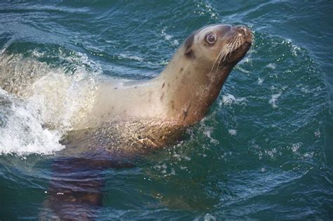 Tiktok Video Of Beachgoers Running Away From Two Huge Sea Lions Goes