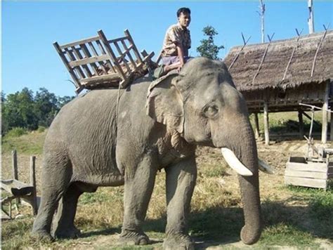 实拍缅甸农村的真实生活：与我国友好，妇女自力更生