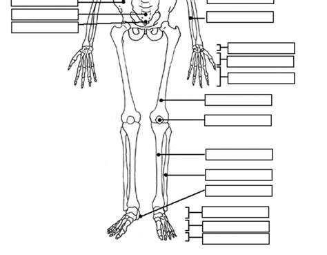 Skeletal Pt 3 Diagram Quizlet Skeletal Pt 3 Diagram Quizlet