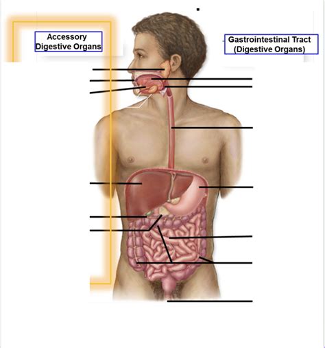 Digestive And Accessory Organs Diagram Quizlet